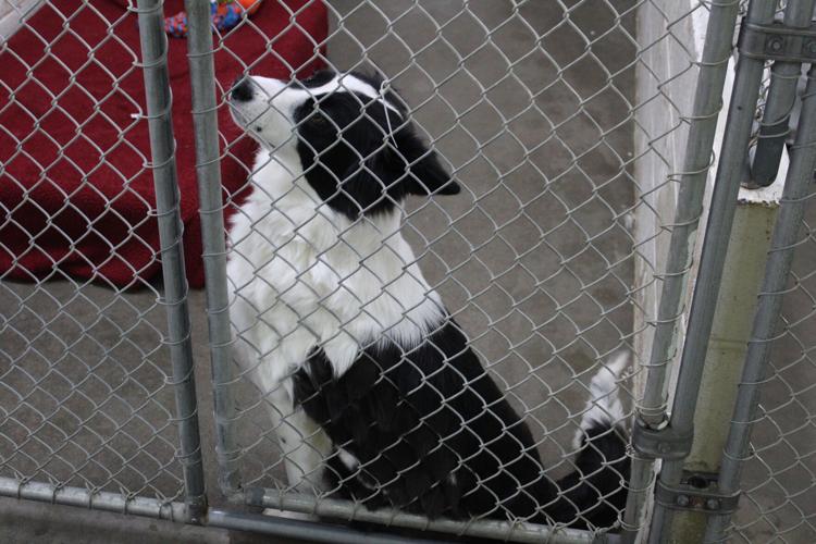 Talbot Humane shares promising data, plans for a new shelter | Local | stardem.com