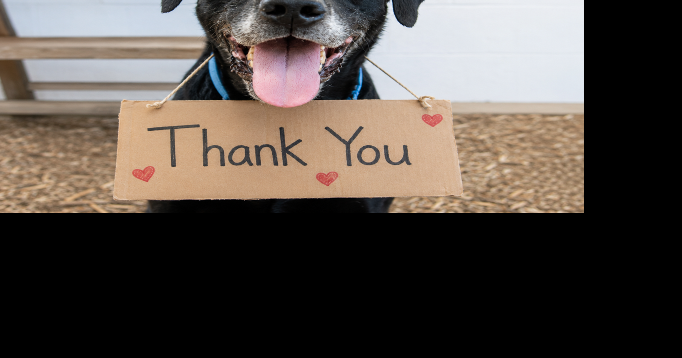 Talbot Humane's Paws & Plates raises over $8,000 | Life | stardem.com