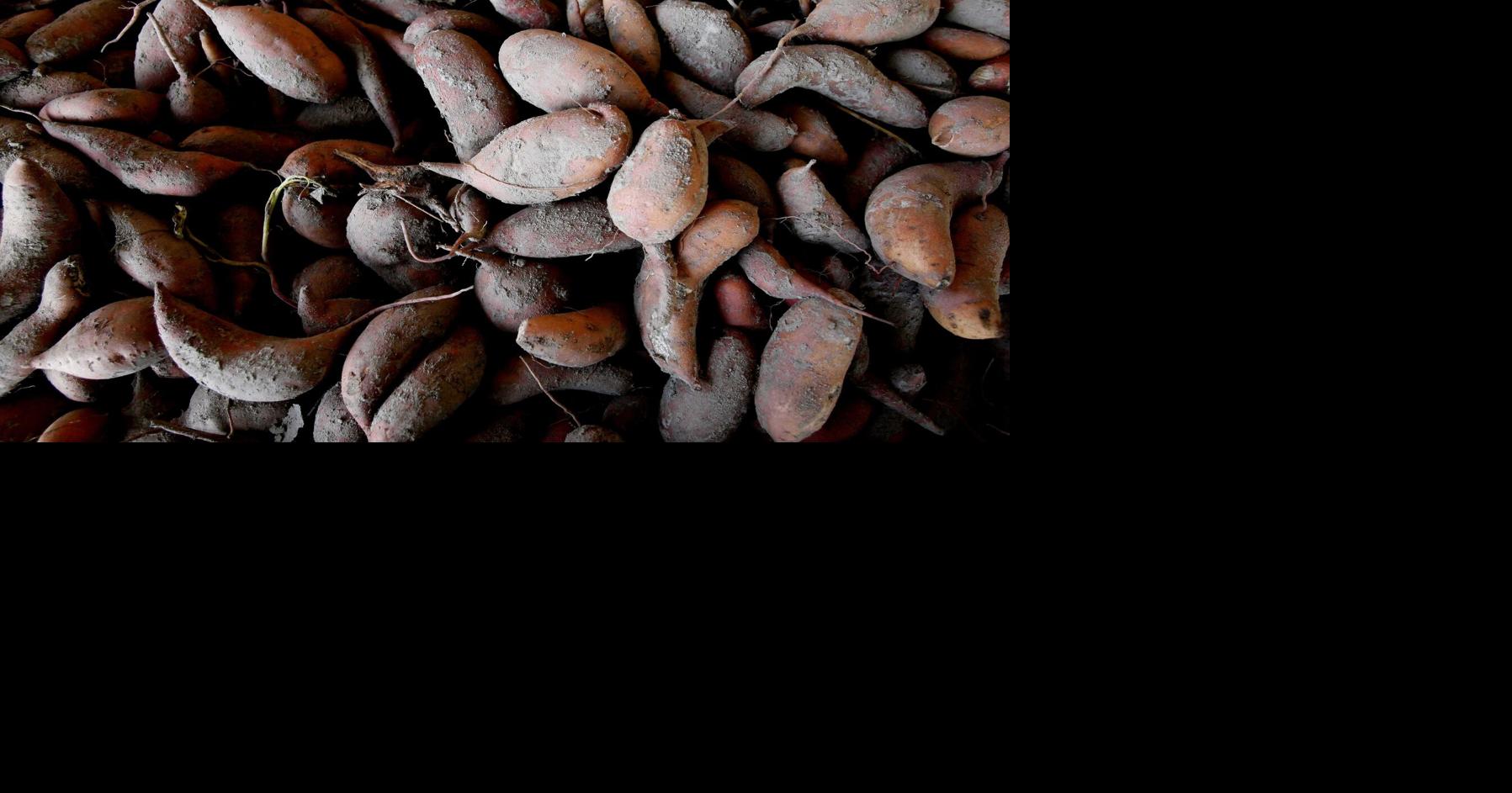 Country Cooking: Sweet Potato Day on the farm | Food | stardem.com