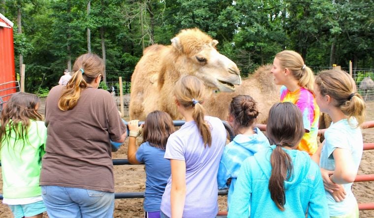 Workhorse Rescue And Exotics