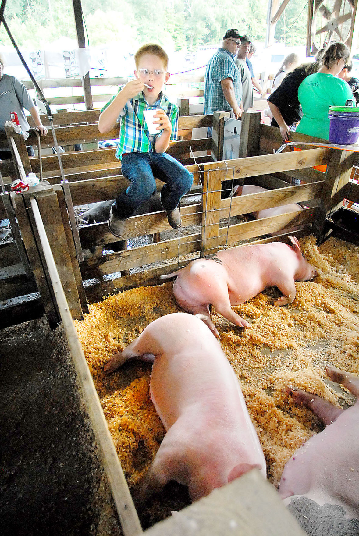 More show hogs at the fair this year | Local | stardem.com