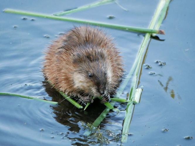 'Make Muskrat Great Again': Maggie’s Coleman Tavern in Rock Hall hosts ...
