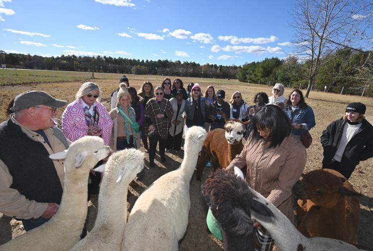 Alpacas, lunch and learn for Caroline Women in Business | Local ...