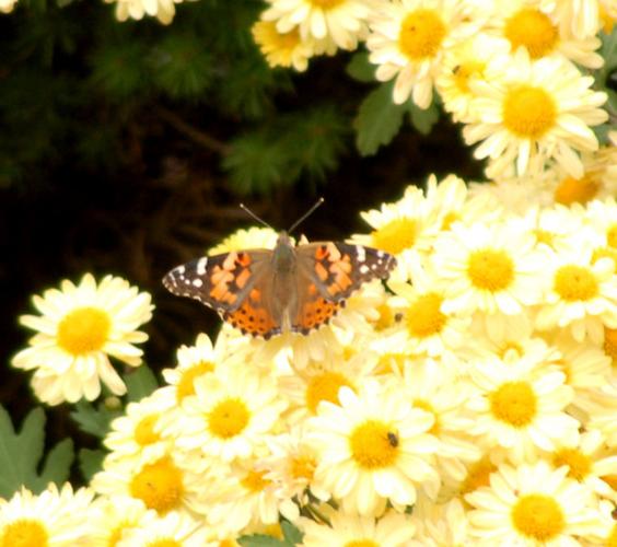 Butterflies in the Caroline countryside | Photos | stardem.com