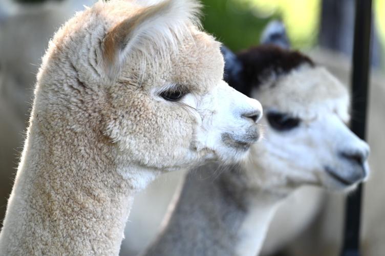 Alpacas shine at Farm Festival | Life | stardem.com