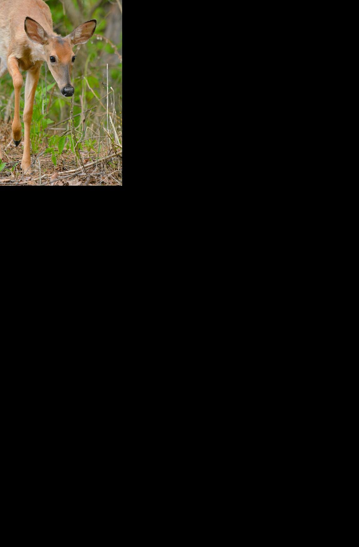 MDA to host Deer Summit next Thursday | State | stardem.com
