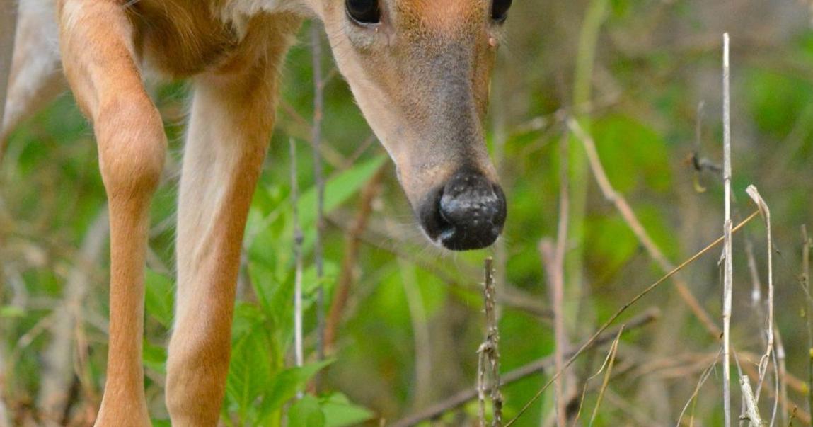 MDA to host Deer Summit next Thursday | State | stardem.com