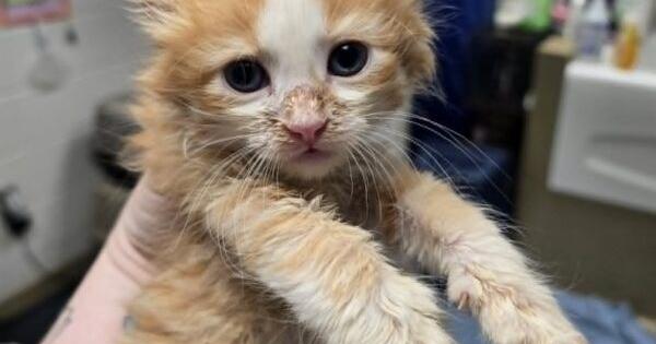 PET OF THE WEEK | Life | stardem.com