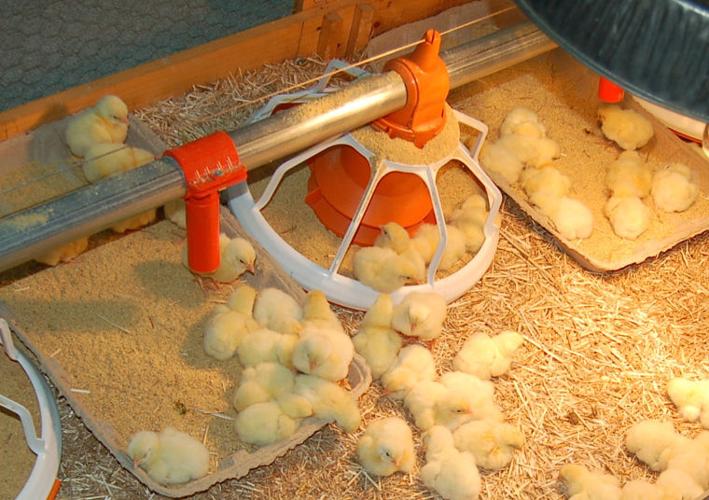 Festival will celebrate 100 years of growing chicken | Business ...