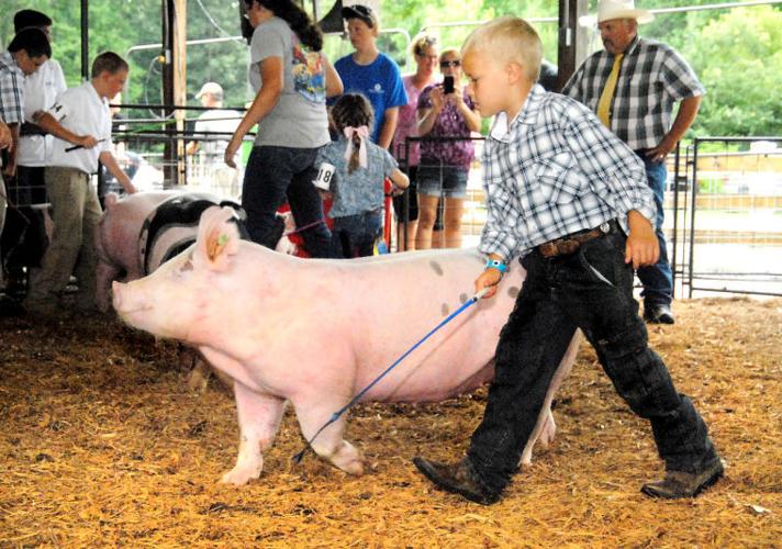 Pigs parade for the judges | Photos | stardem.com