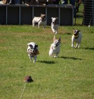 Jack Russell Races | Photos | stardem.com