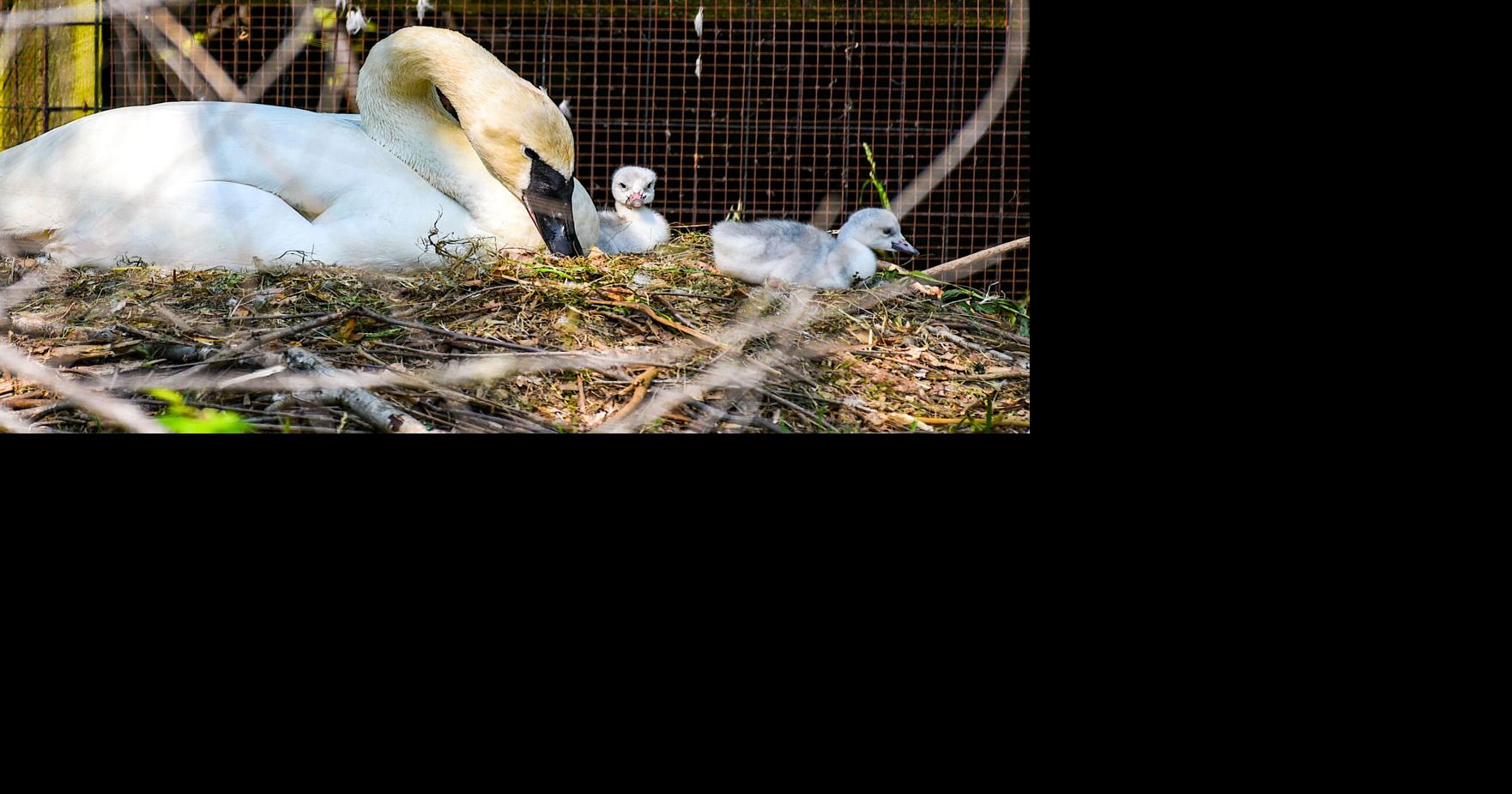 Trumpeter swans hatch at Maryland Zoo | Life | stardem.com
