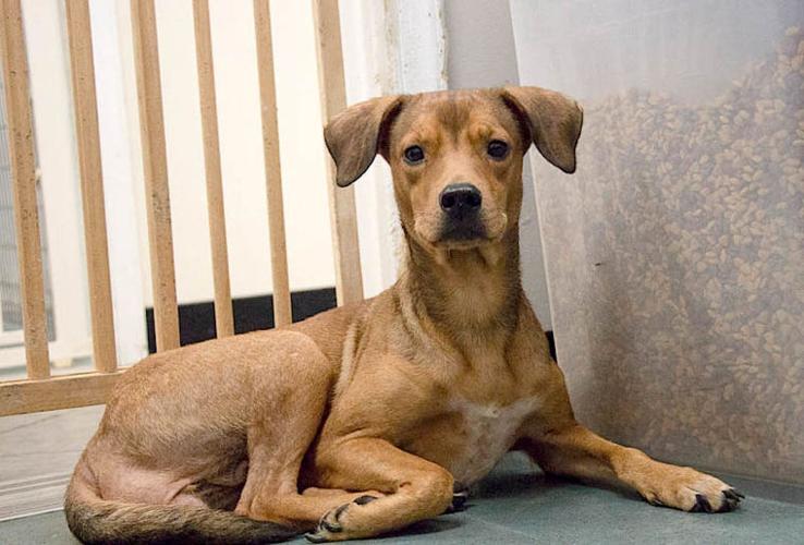 ARF caring for rescued dogs | Local | stardem.com