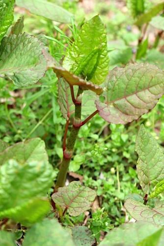 Maryland’s top invasive plant species import harm to natives ...