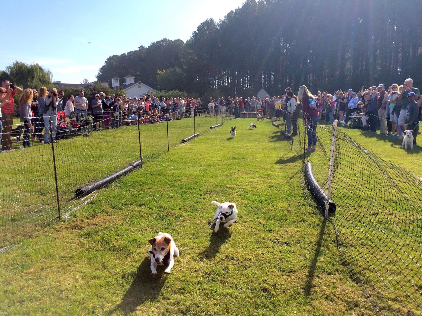 Dog-gone good time at the Jack Russell races | Local | stardem.com