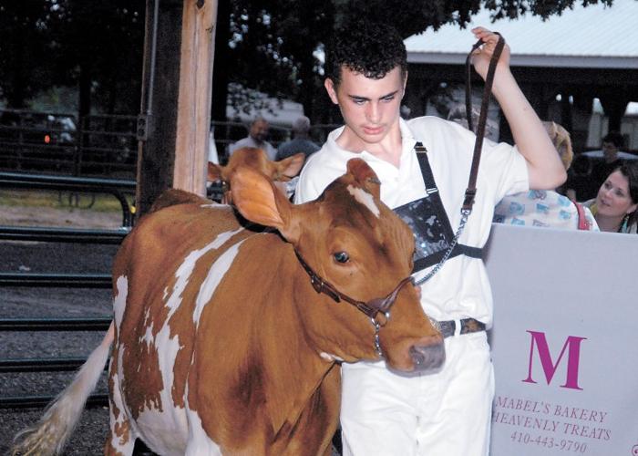 Dairy cows parade for the judges | Photos | stardem.com