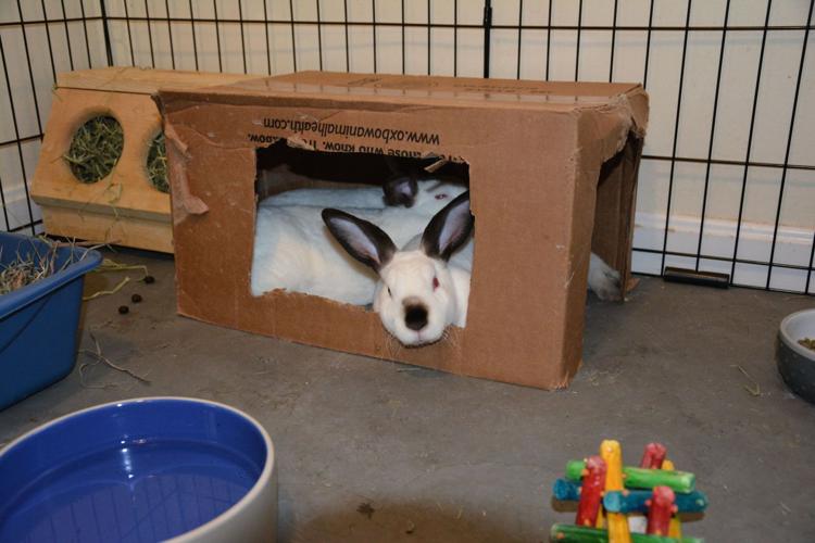 5 rabbits have been adopted from Rock Hall shelter | Local | stardem.com