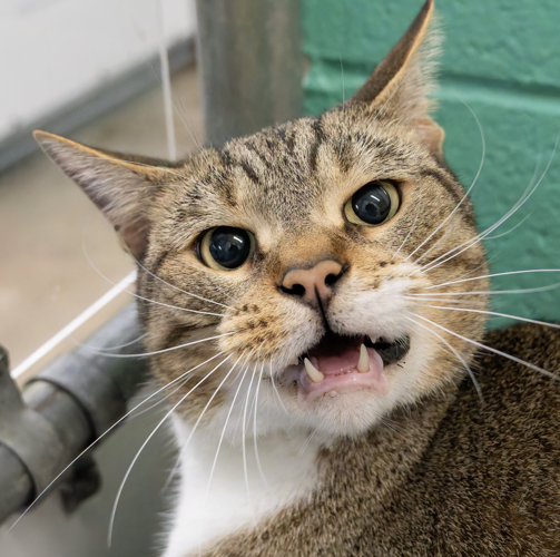 Sourpuss in boots: Longest-tenured Talbot Humane cat finally finds a ...
