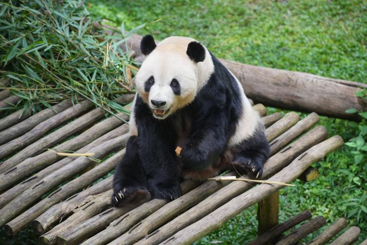 Indonesia's panda cub Rio thriving 40 days after birth | World ...