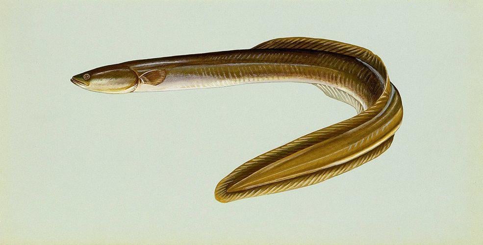 Dozens of ancient eel weirs uncovered in Susquehanna | Environment ...