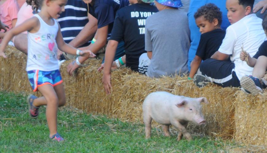Catching a pig proves slippery proposition | Spotlight | stardem.com