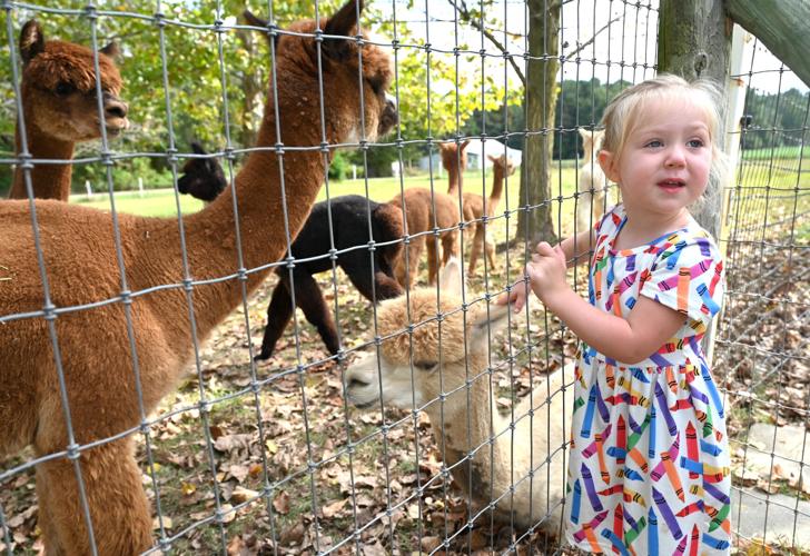 16th annual Alpaca Farm Festival draws hundreds of families to Preston ...