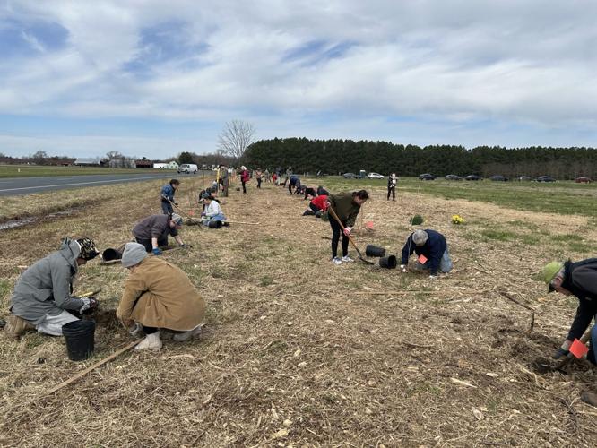 Trees planted at Nice Farm Creamery in Caroline County | News | stardem.com