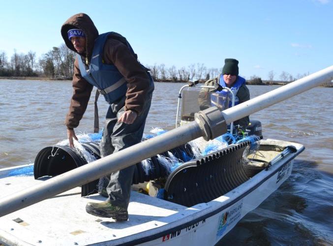 Scientists create largemouth bass nesting areas | State | stardem.com