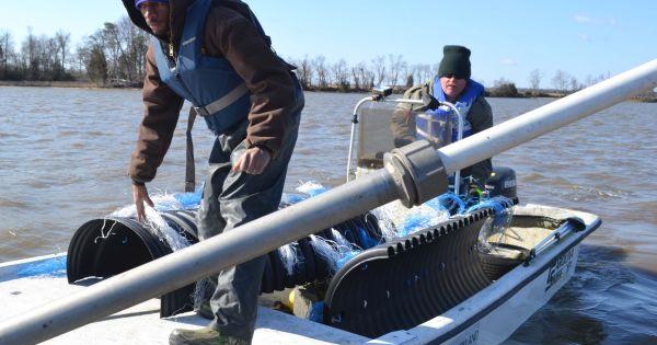 Scientists create largemouth bass nesting areas | State | stardem.com