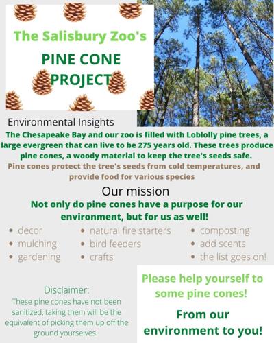 Pine cones available at Salisbury Zoo | Entertainment | stardem.com