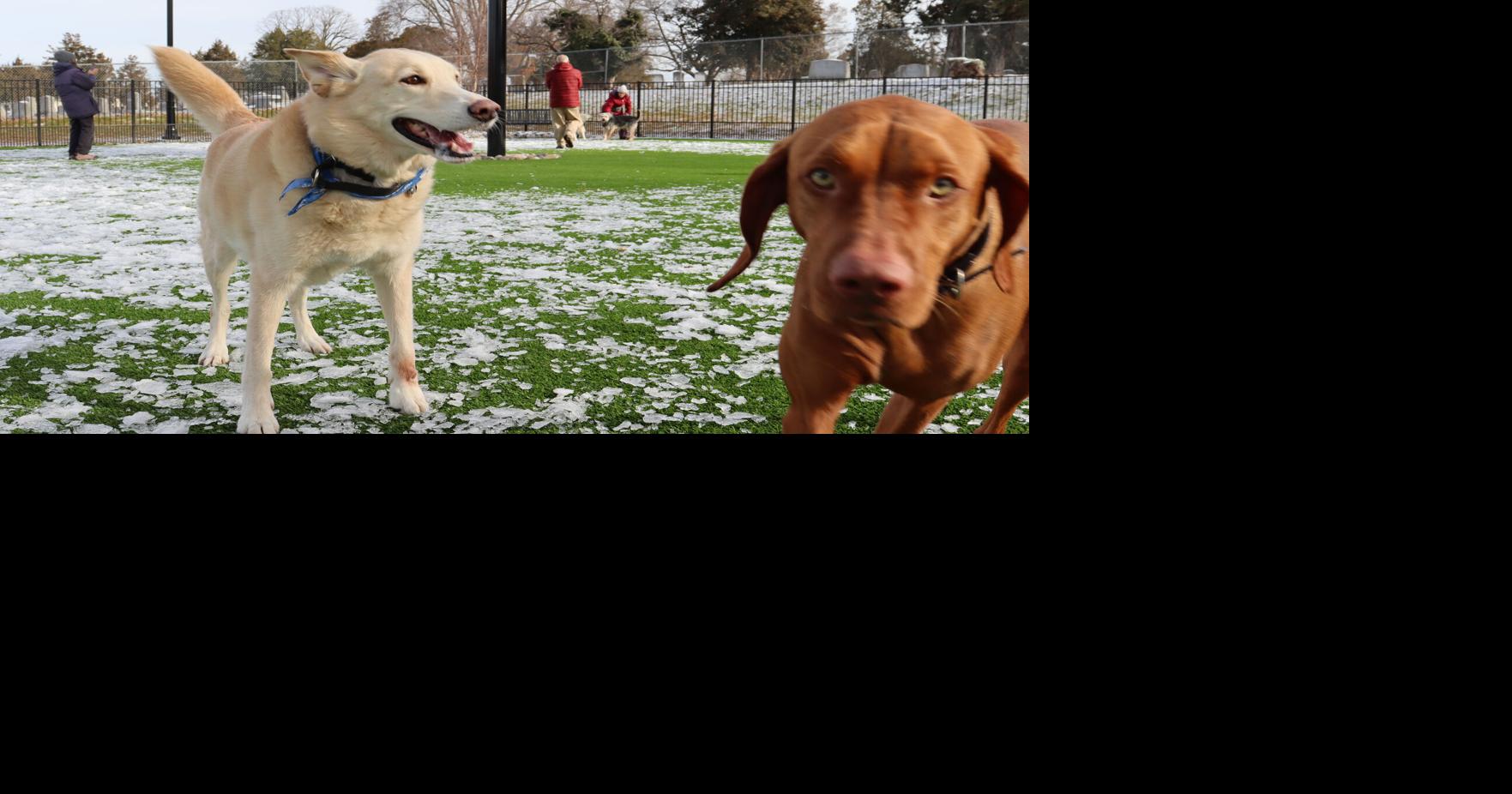Long-awaited Easton dog park officially opens | Local | stardem.com