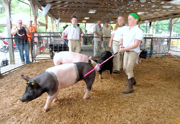 Pigs keep cool at the Market Hog Show | Local | stardem.com