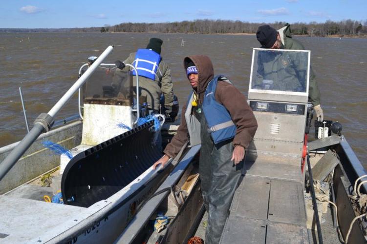 Scientists create largemouth bass nesting areas | State | stardem.com