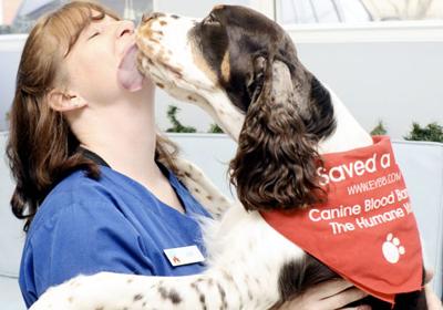 Canine blood donors save lives | State | stardem.com