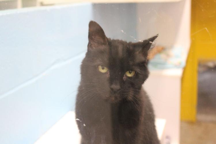Talbot Humane shares promising data, plans for a new shelter | Local ...