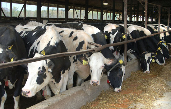 Md. Ag Commission tours Caroline Co. dairy farm | Local | stardem.com