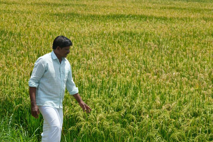 Iran war forces farmers to seek fertilizer alternatives from cow dung ...