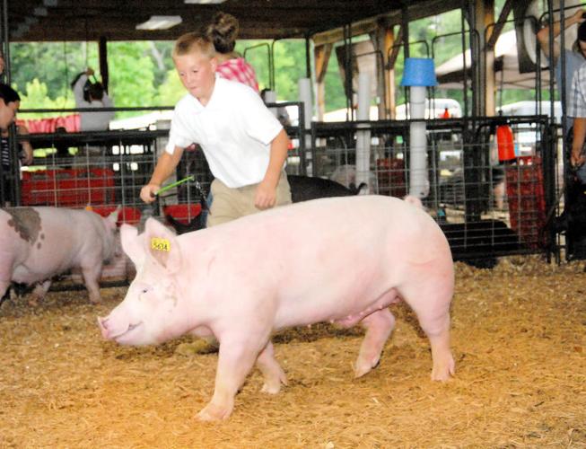 Pigs parade for the judges | Photos | stardem.com