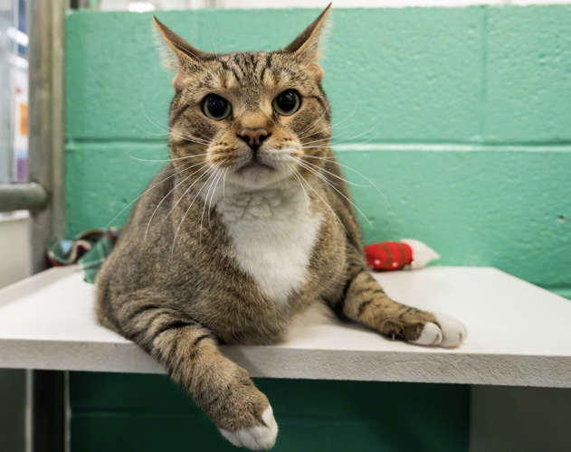 Sourpuss in boots: Longest-tenured Talbot Humane cat finally finds a ...