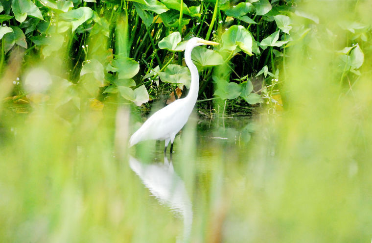Wildlife, waterfowl return to Duvall Farm refuge | Real Estate ...
