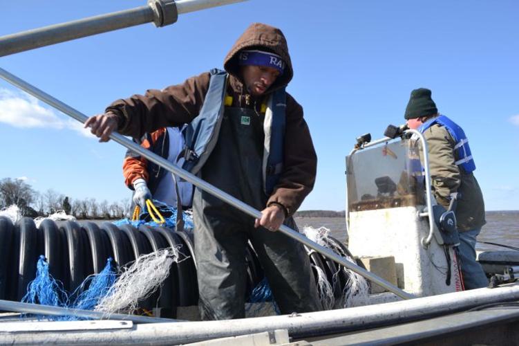 Scientists create largemouth bass nesting areas | State | stardem.com