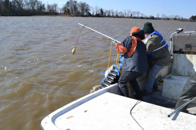 Scientists create largemouth bass nesting areas | State | stardem.com