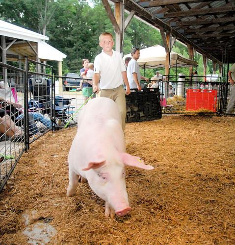 Pigs parade for the judges | Photos | stardem.com