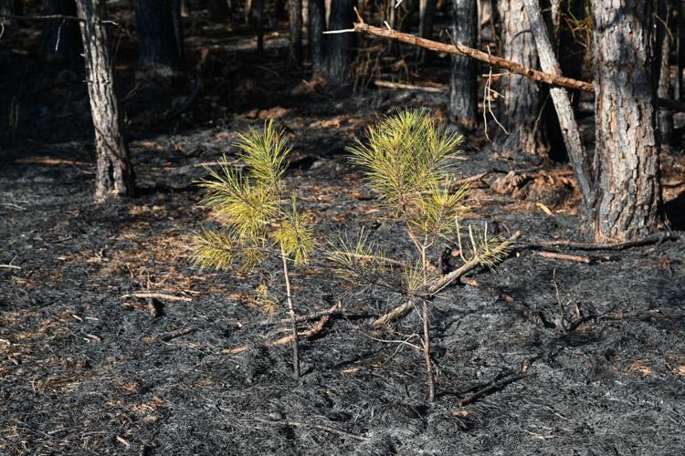 Early morning two-acre brush fire in St. Michaels contained, under ...