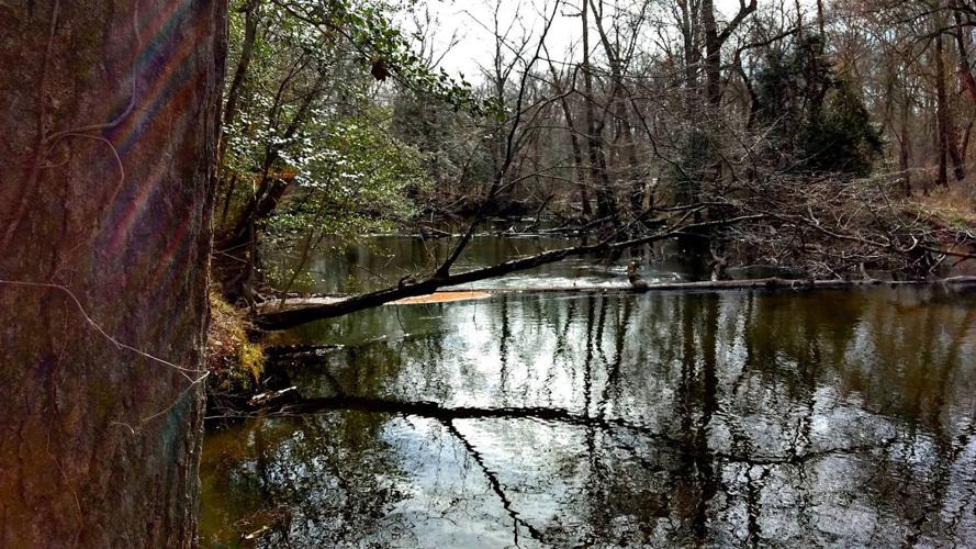 Upper Choptank River: Prone to snags | Spotlight | stardem.com