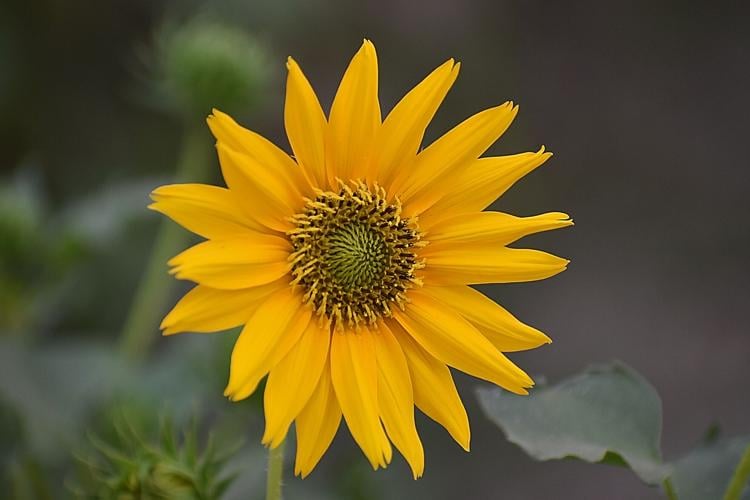 May Day Flower Celebration in Easton | Entertainment | stardem.com