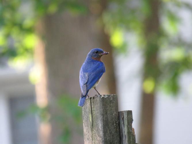 The Eastern bluebird: songbird of happiness | Local | stardem.com
