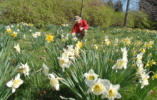 Spring arrives | Local | stardem.com