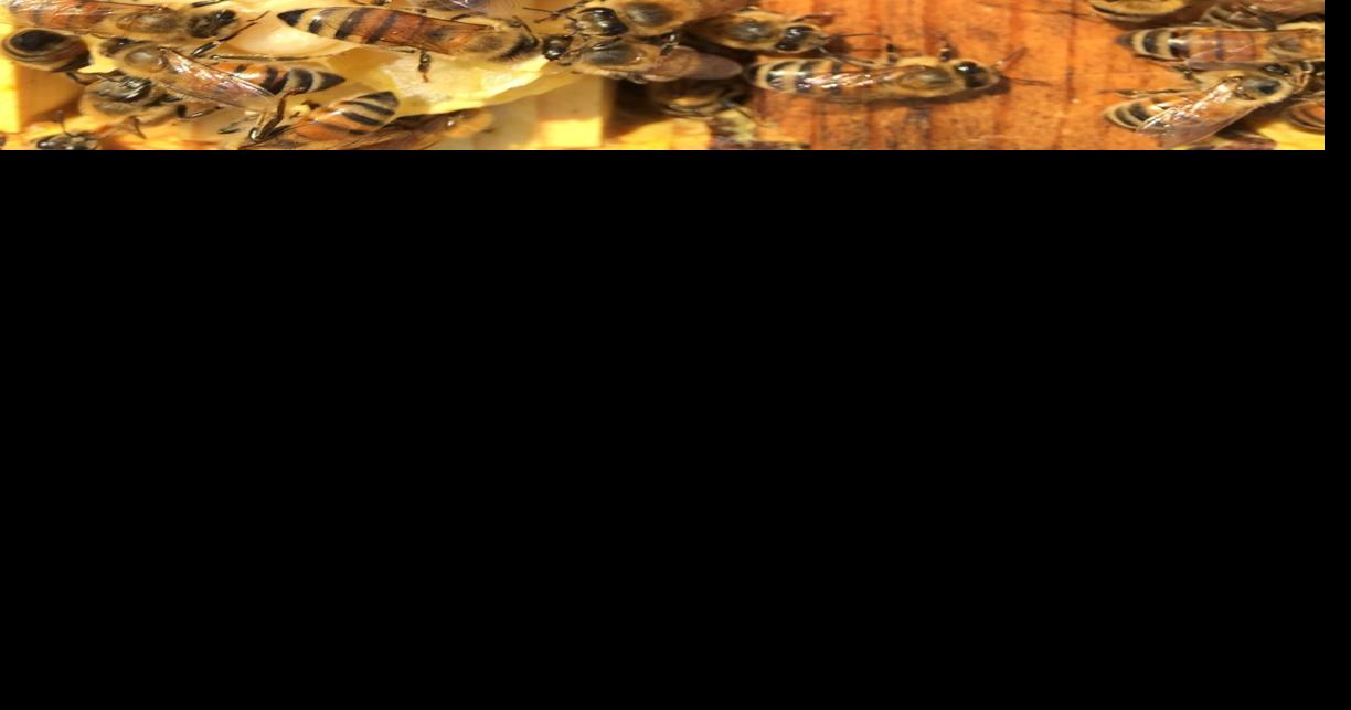 Master Gardeners to discuss beneficial bees | Life | stardem.com