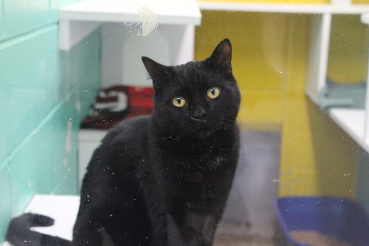 Talbot Humane shares promising data, plans for a new shelter | Local | stardem.com